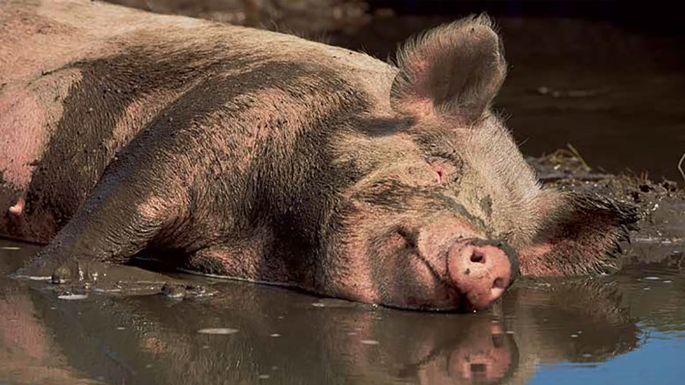 Do you know why pigs fall in the mud: It sounds like a joke but here is ...