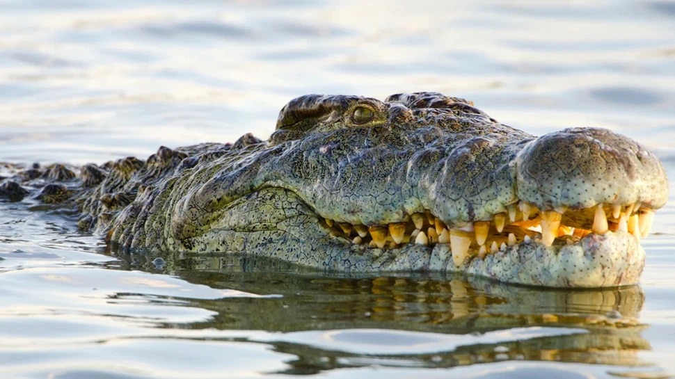 The Nile Crocodile: 300 ಜನರನ್ನು ನುಂಗಿ ನೀರು ಕುಡಿದ ಮೊಸಳೆ ಇದು| This is the ...