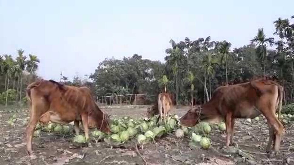 WB farmers now feeding cabbages to cows as not getting enough return ...