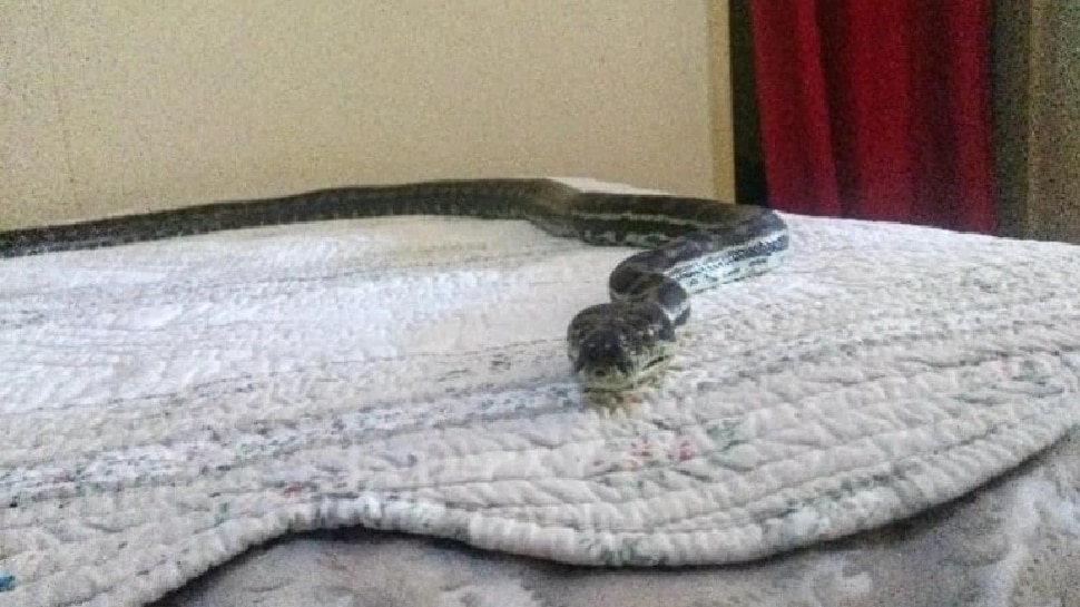 Snake chilling on bed after falling from ceiling, Photo goes viral ...