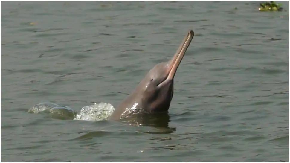 Project Dolphin:Centre to launch project for protection of Dolphins ...