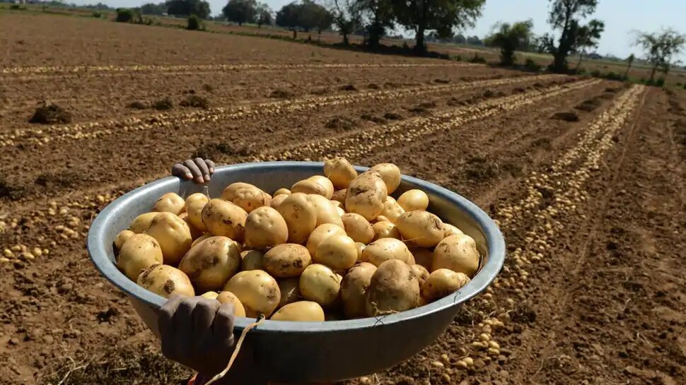 Grow potato crops through improved farming practices!|ಸುಧಾರಿತ ಬೇಸಾಯ ...