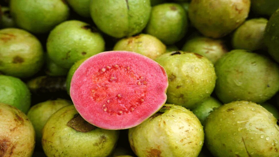 Health Benefits of Guava, Eating guava in winter is beneficial ...