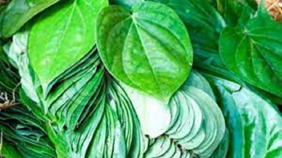 do you know these benefits of betel leaf| Benefits of betel leaf ...