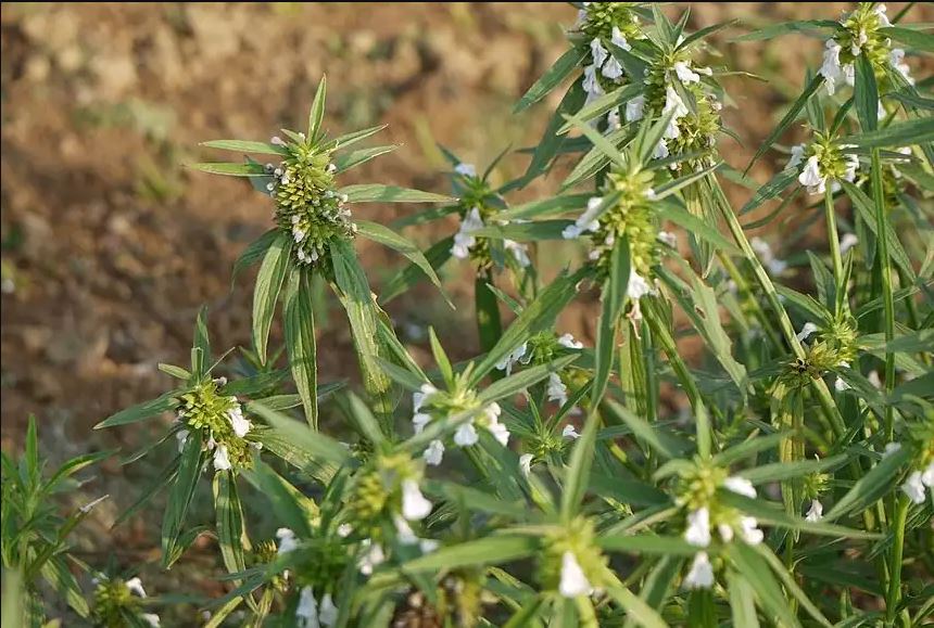 thumbe plant benefits in healing power of the disease | ಶಿವನಿಗೆ ...