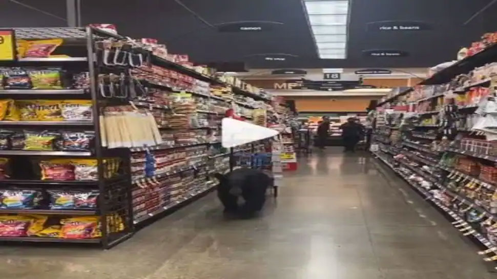bear entered inside the super market watch the Viral Video| Viral Video ...