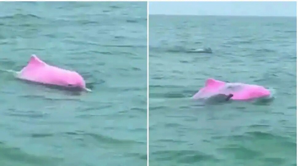 Pink dolphins spotted! Rare sight will leave you mesmerised |Viral ...