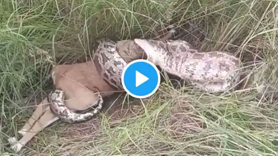 Viral Video: Giant Python swallows deer; 8-feet-snake putting the whole ...