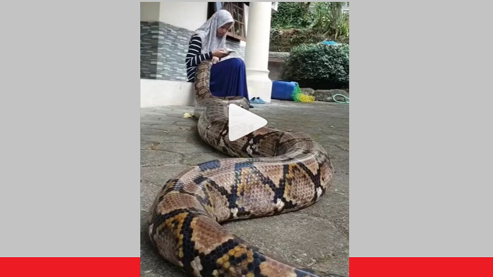 Viral Video: video of python lying on the girls sap goes viral on ...