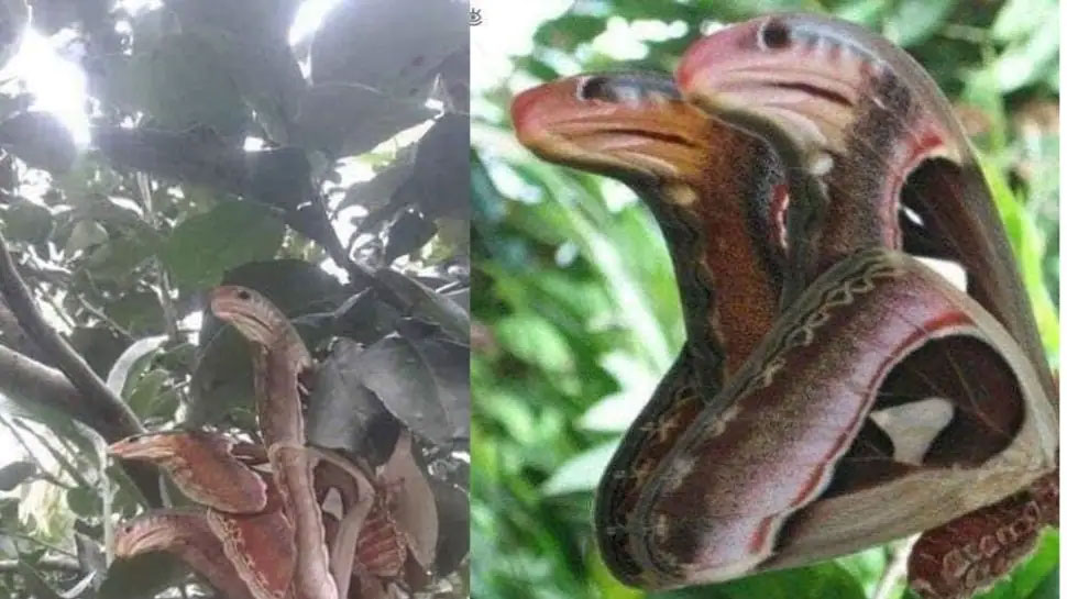 Three-faced snake appeared, people were surprised when the truth came ...