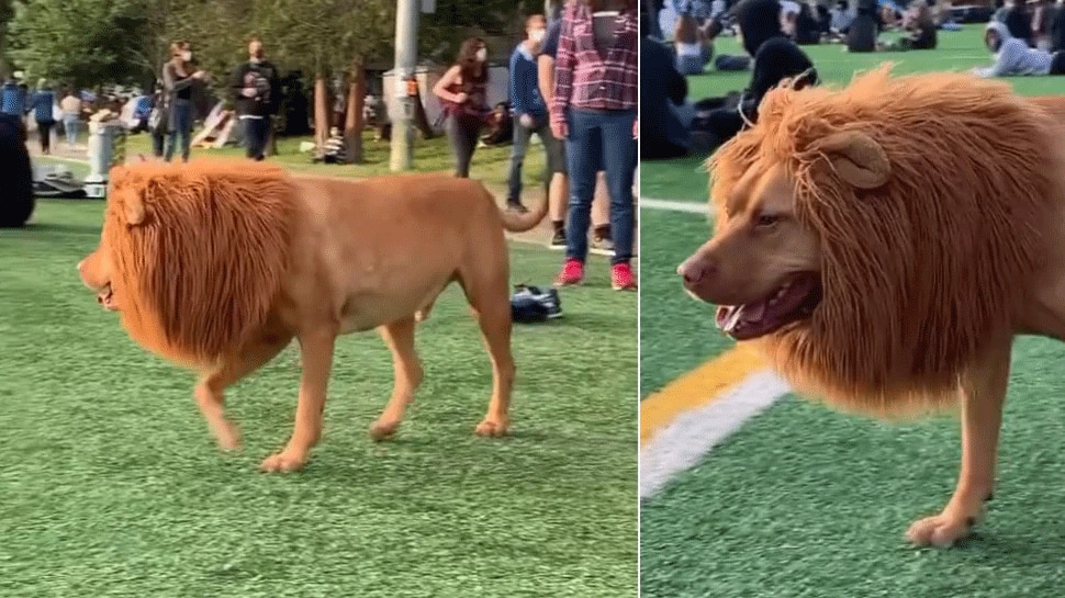 Dig in lion costume entered park, video went viral in social media ...
