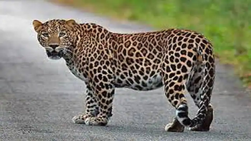 Viral Video: Leopard Appearanced in Chamundi Hills Mysore District ...