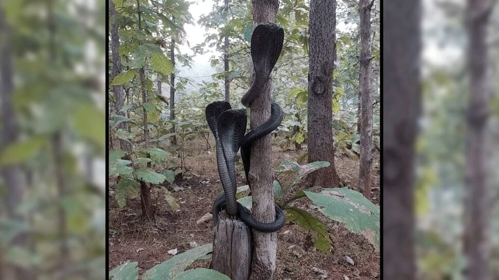 Black Cobra Rare Photos: 3 Black cobras were seen wrapped together on ...