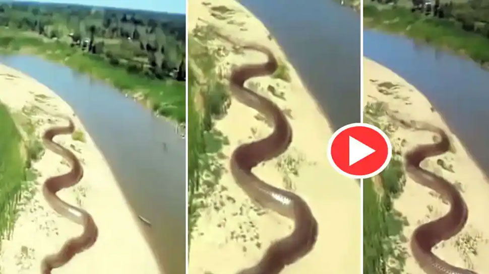 100 feet long giant python on the bank of the river, video goes viral ...