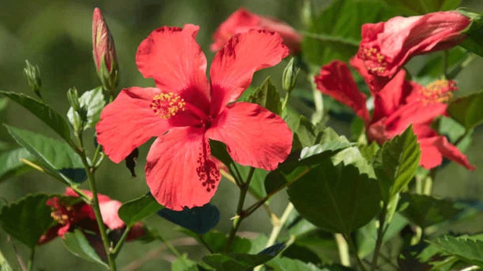 Hibiscus Flower Benefits are very beneficial for skin, hair and other ...