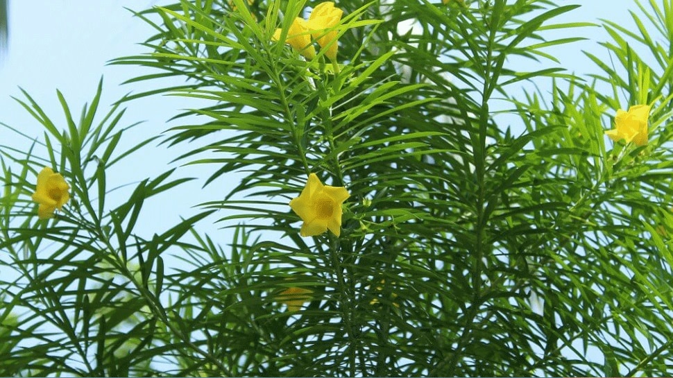 Plant this miraculous plant godess Lakshmi will shower wealth ...