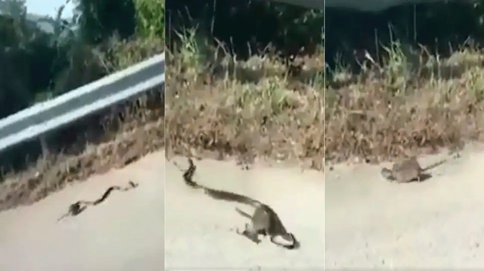 rat fights with snake to save child video goes viral |Viral Video: ತನ್ನ ...