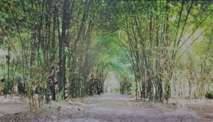 Are you involved in bamboo farming? If so, here's a golden opportunity ...