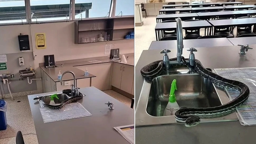 classroom horror as gigantic python slithers into school and disrupts ...