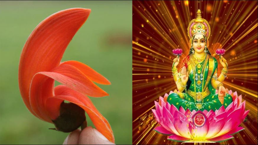 palash flower remedies for money wealth and prosperity | ಹಣ ಇಡುವ ...