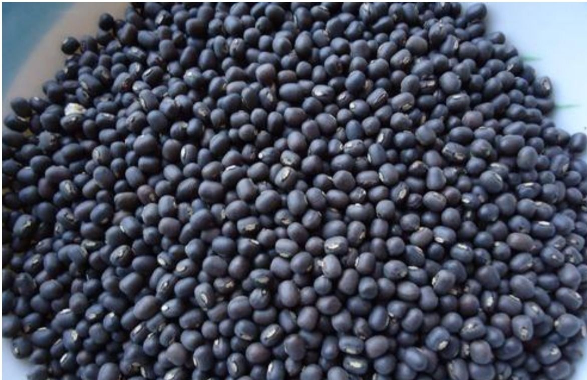 Black Gram Health Benefits, as antioxident, healthy heart, control ...