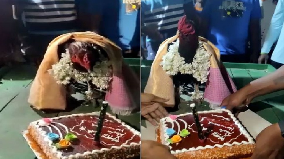 Cock Birthday Celebration in Yadagiri | ಹುಂಜದ ಹುಟ್ಟು ಹಬ್ಬ ಆಚರಿಸಿದ ಮಾಲೀಕ ...