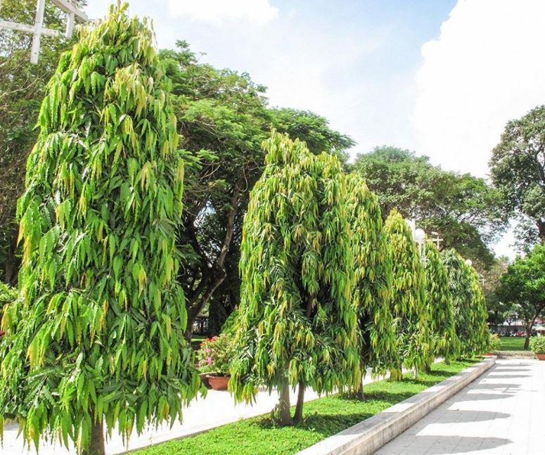 jyotish upay this trick of ashoka will give you wealth know all the ...