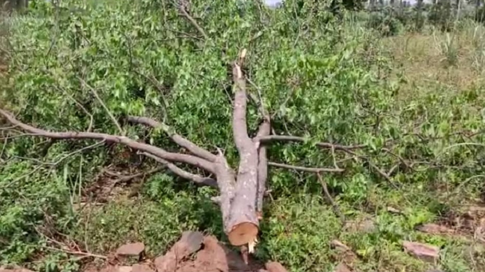 Sandalwood tree has theft in Bagalakote|ಬಾಗಲಕೋಟೆ ಚಿಮ್ಮಡದಲ್ಲಿ ಗಂಧದ ಮರ ...