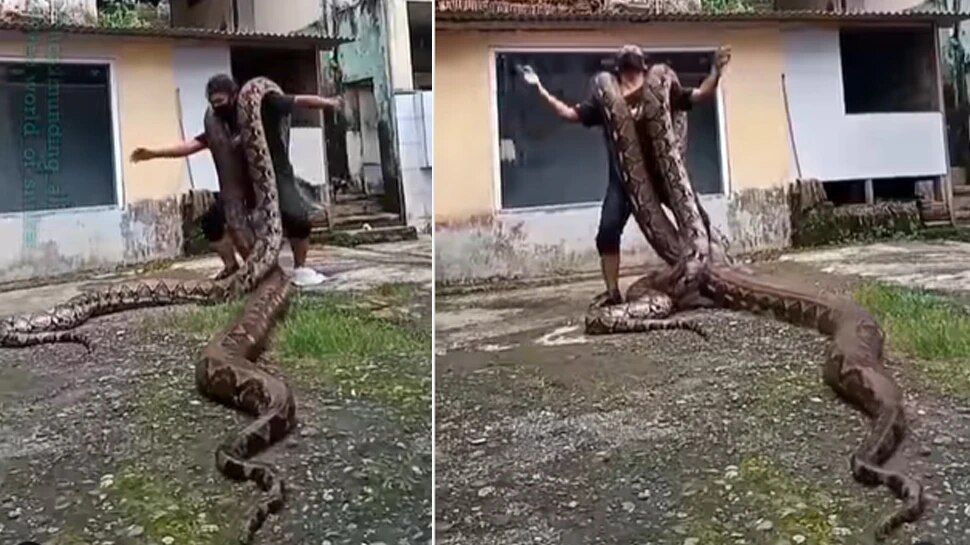 shocking video man loaded with tow dangerous pythons on his shoulders ...