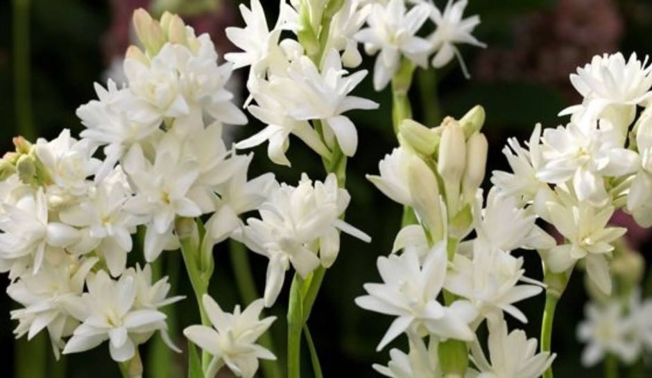 Vastu Tips for rajnigandha or sugandharaj plant keep tuberose plant in ...