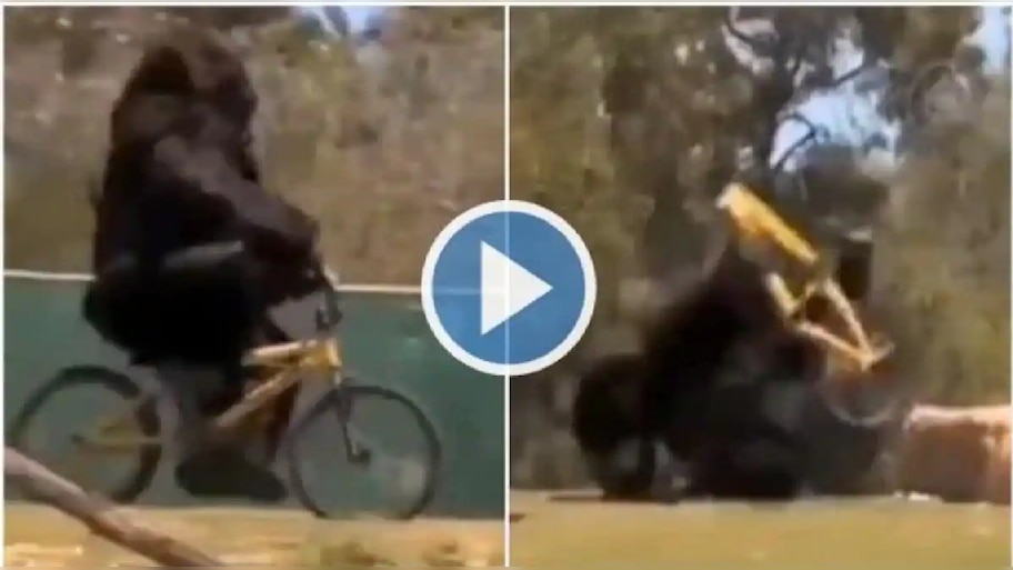 Watch Video: Gorilla's Hilarious Reaction After Fall From Bicycle ...