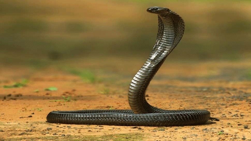 These snake temples of india will remove your naga dosha | ನಾಗದೋಷದಿಂದ ...