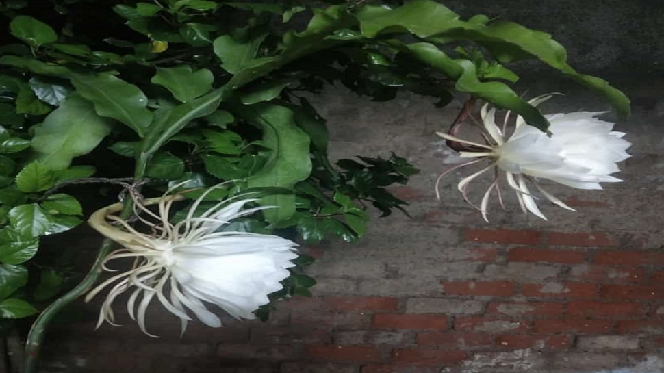 Brahma Kamala Flower: Rare and Legendary flower blooms in Gagag| ಮನೆಯ ...