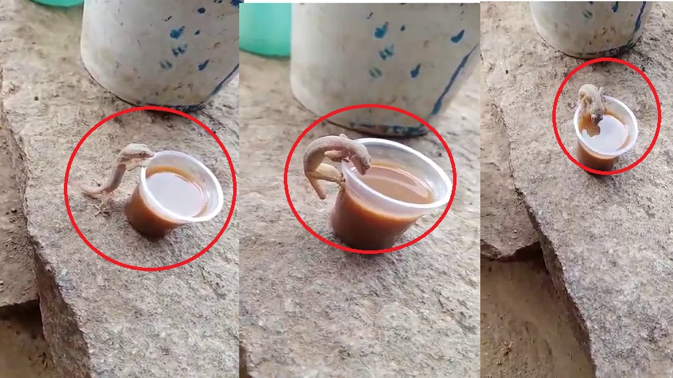 Lizards Drinking tea in Koppal District Video Viral On Social Media ...