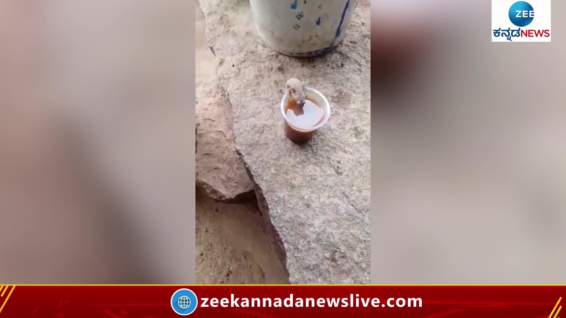Lizards Drinking tea in Koppal District Video Viral On Social Media ...