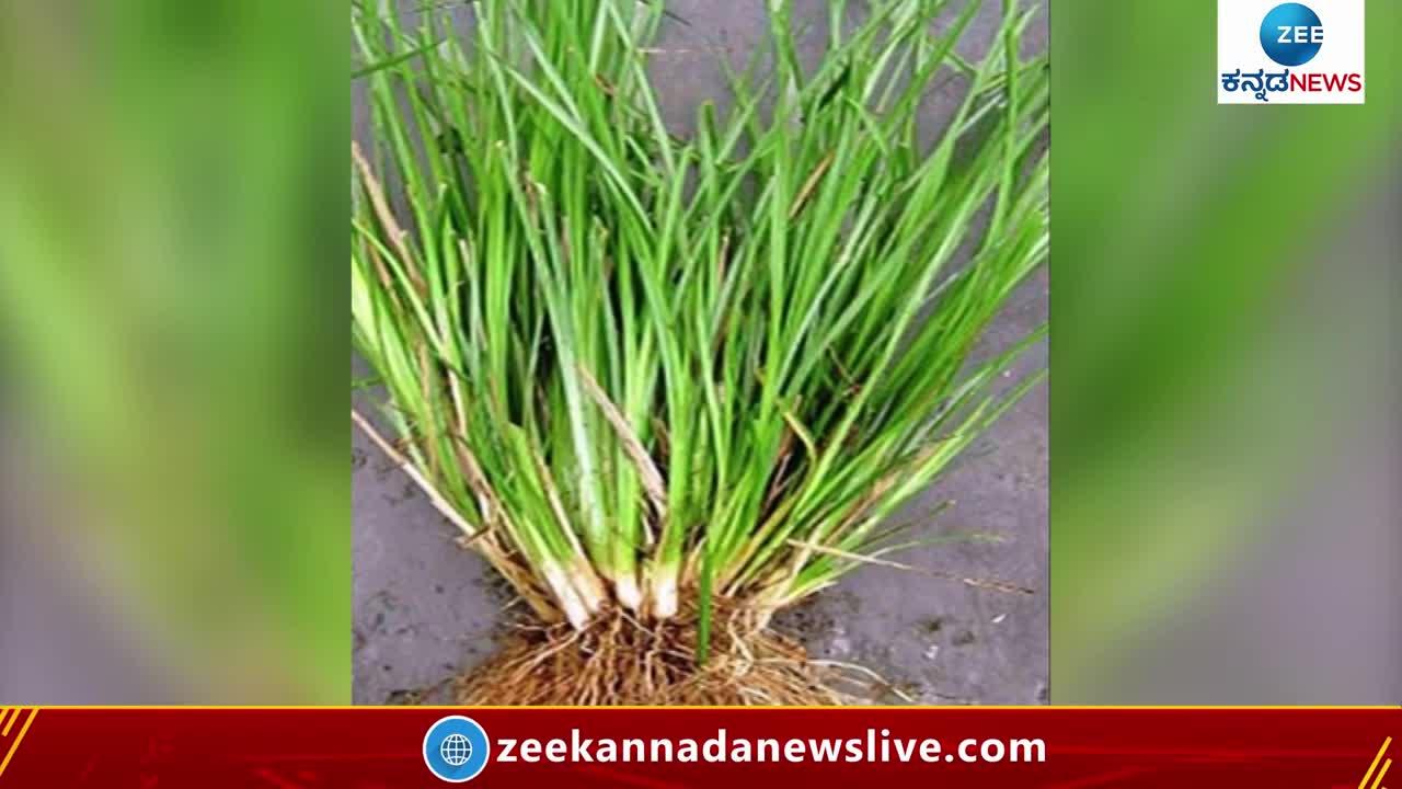 Health benefits of Lavancha root | ಆರೋಗ್ಯ ಮಿತ್ರ ಮಿತ್ರ ಲಾವಂಚ ಜ್ಯೂಸ್ ...