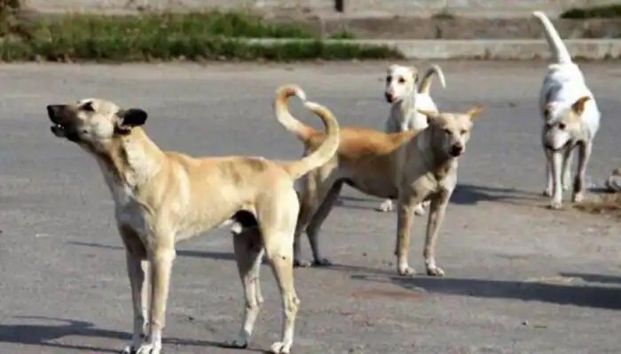 Street Dogs creates problem in Bengaluru: More than 2 thousand people ...