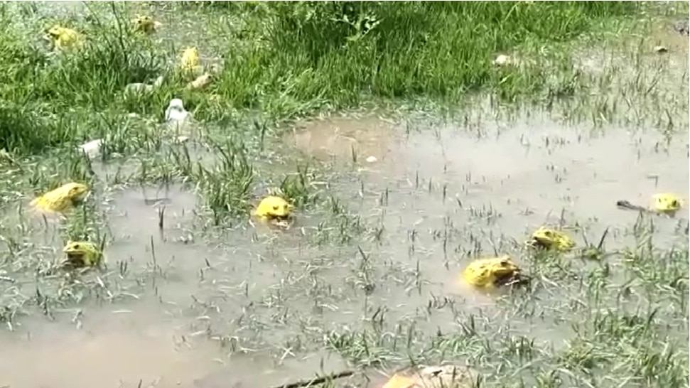 Yellow Indian bullfrogs spotted in vijayapura district | ವಿಚಿತ್ರ ಆದ್ರೂ ...