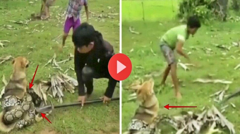 Kids Fight with Huge Snake Trying To Kill Their Pet Dog | Viral Video ...