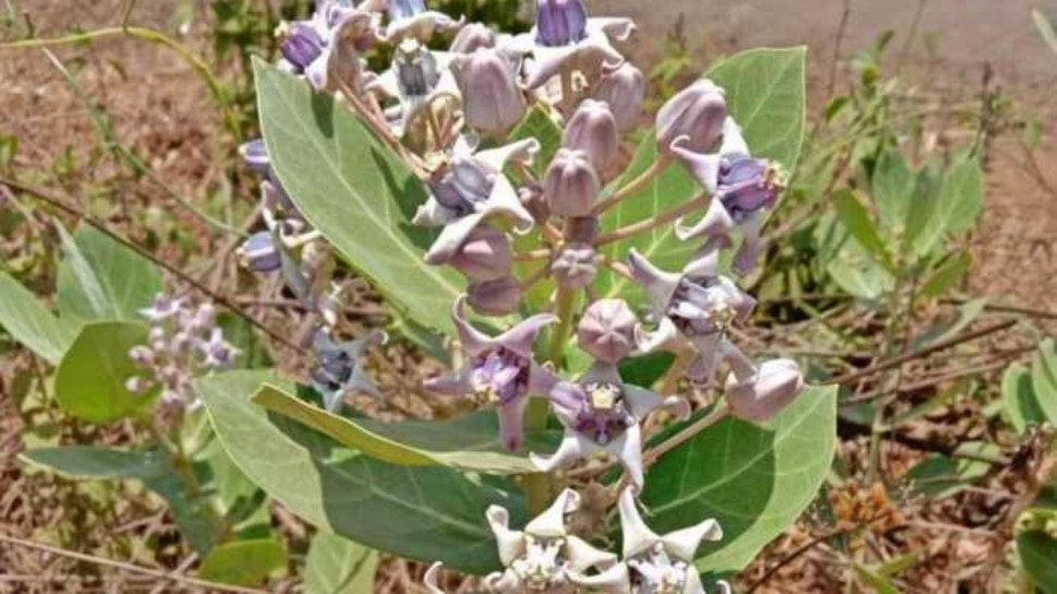 Health Benefits Of Madar Plant | Health Tips : ಮೂಲವ್ಯಾಧಿಗೆ ಮದ್ದು ...