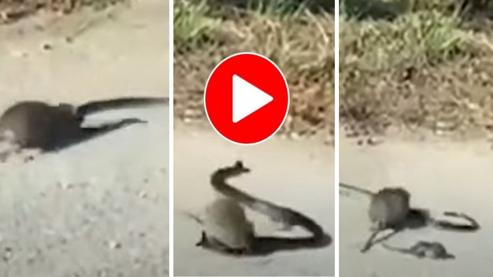 Rat Fight with Snake for her child Video gone Viral | Viral Video ...