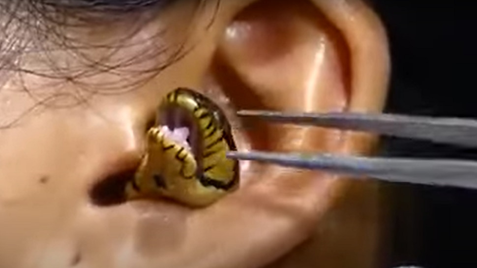Viral Video: snake enters woman ears and stuck inside, video goes viral ...