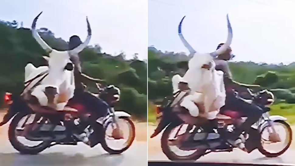 Viral Video: trending bull on bike video viral users trolling bike ...