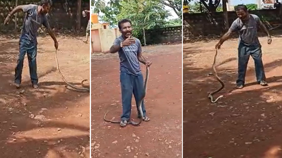 Drunken man caught a snake without any precautions, know what happened ...