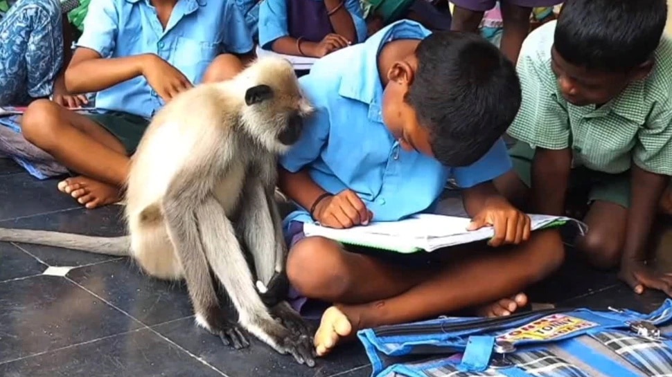 Monkey came to school and sits beside students Video gone viral ...