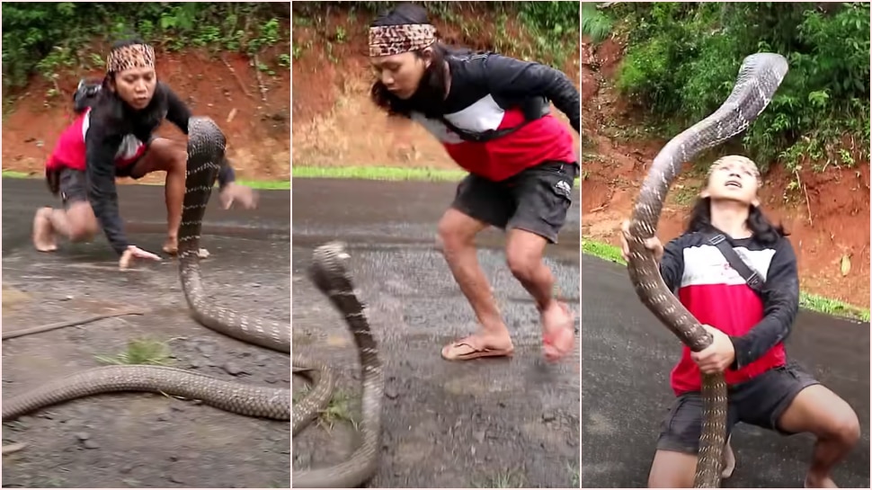 snake catcher caught huge king cobra viral goes viral in social media ...