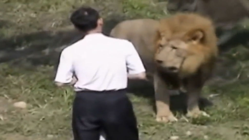 The man came to cage to talk to the lion: Video goes viral on Social ...