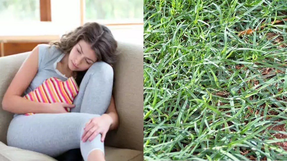 Bermuda grass to cure menstrual pain in women | ಮುಟ್ಟಿನ ನೋವಿಗೆ ಗರಿಕೆ ...