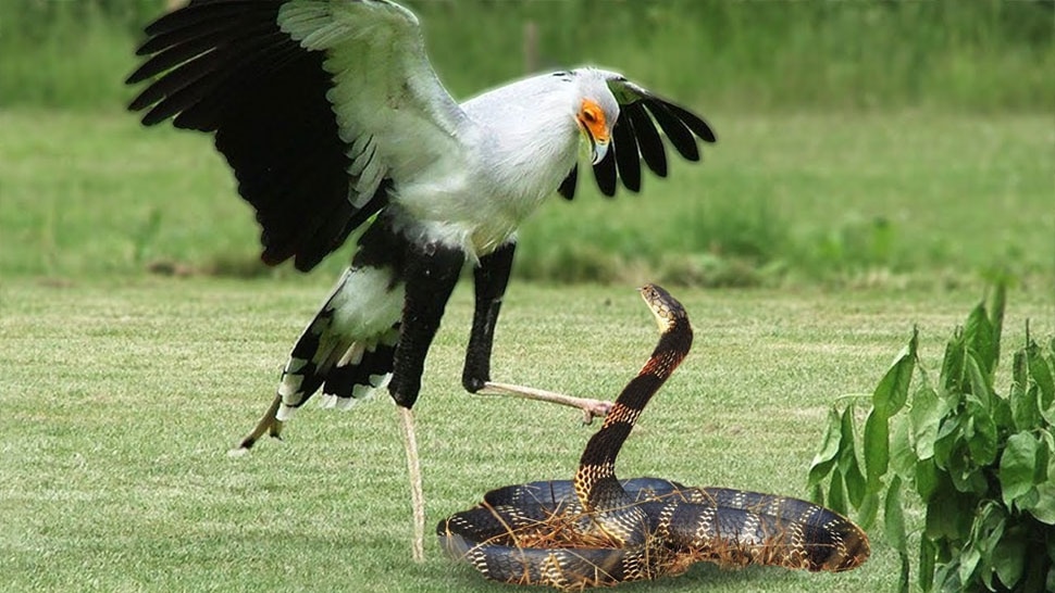 snake attacking bird eggs mother save them fights back video goes viral ...