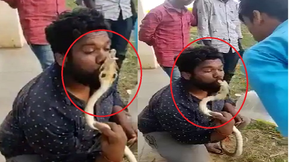 Viral Video: Man gets bitten by snake after he tries to kiss venomous ...